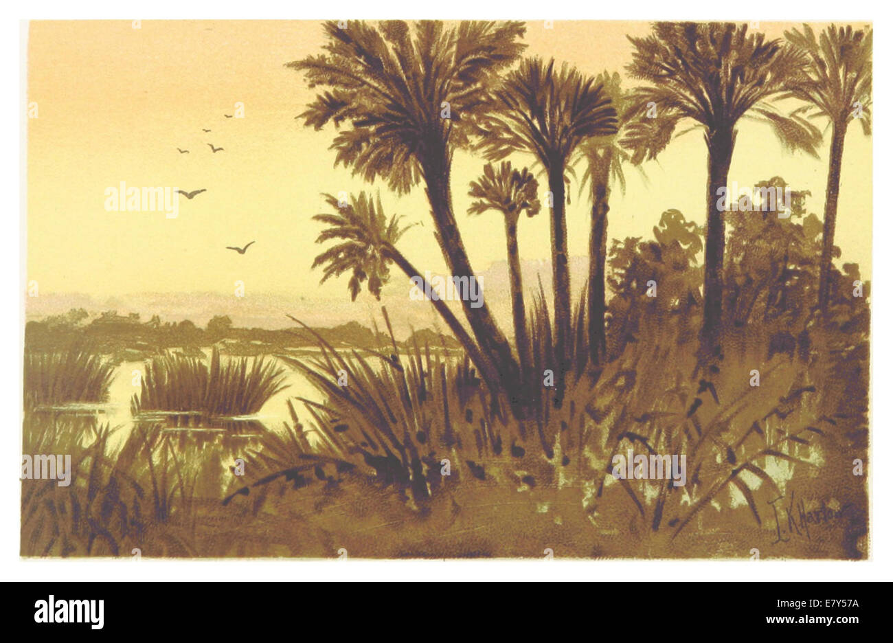 Palmettos hi-res stock photography and images - Alamy