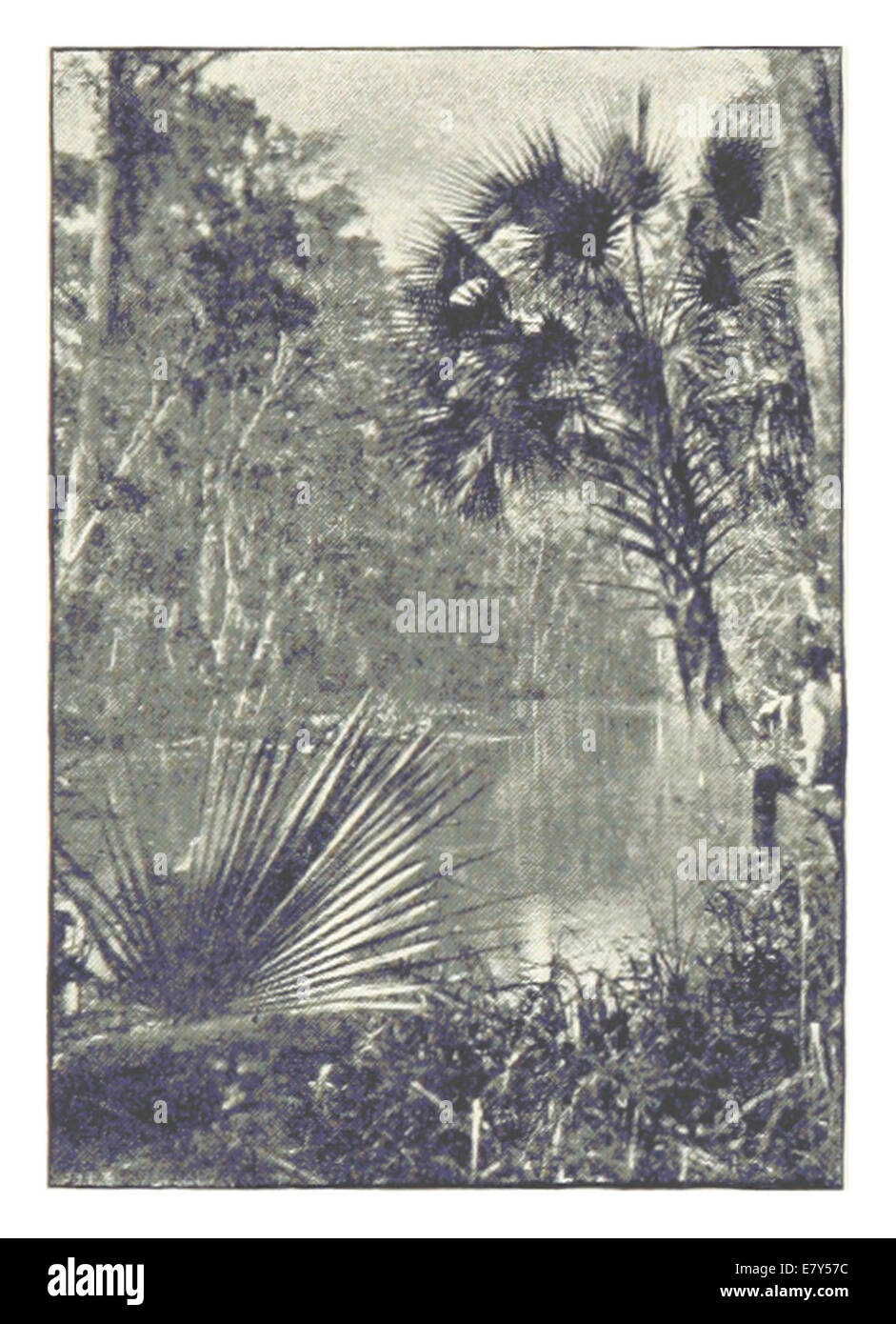 Lush environment features Cut Out Stock Images & Pictures - Alamy