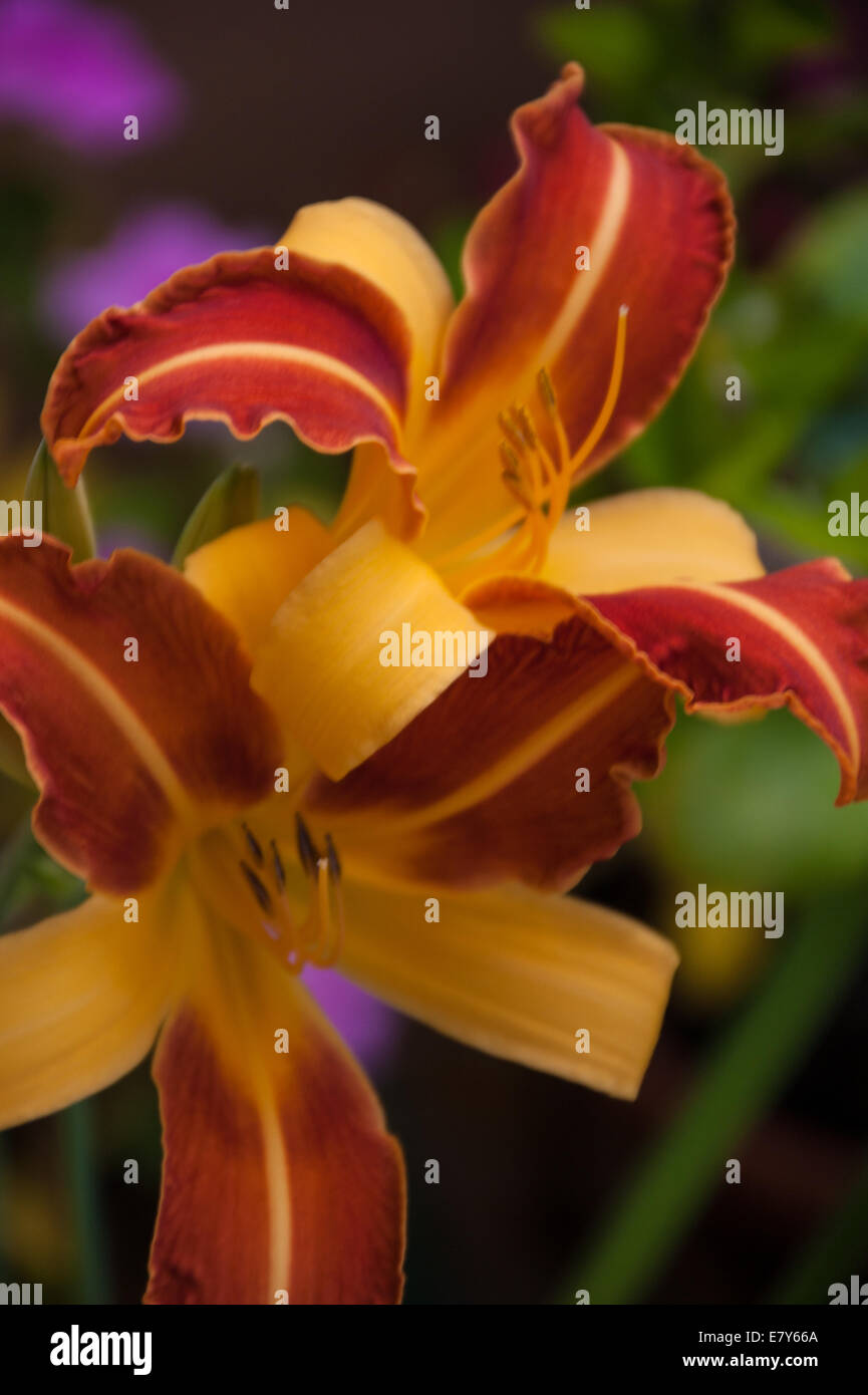 Lys orange hi-res stock photography and images - Alamy