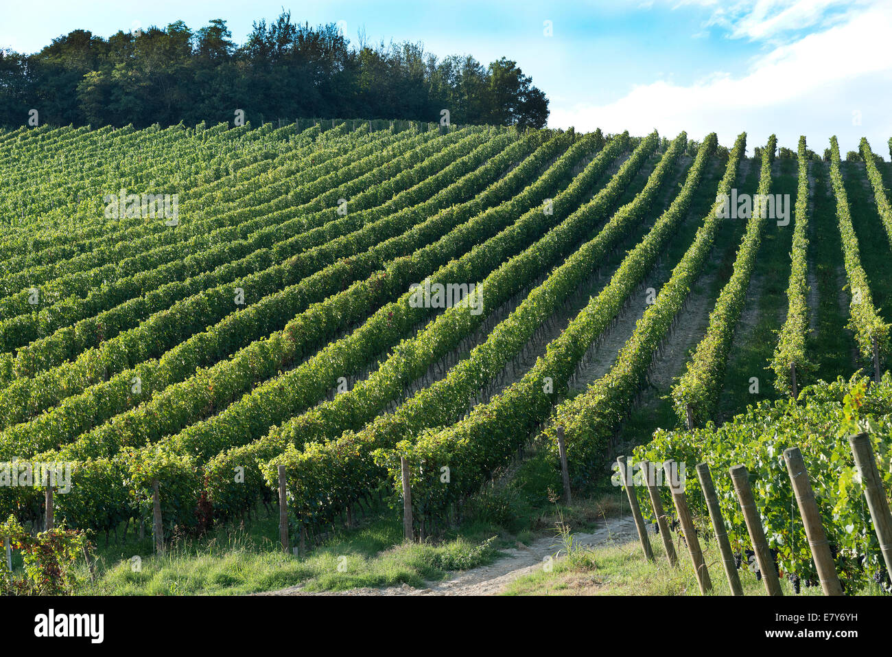 Italy,Vineyard Landscape of Piedmont: Langhe-Roero and Monferrato ...