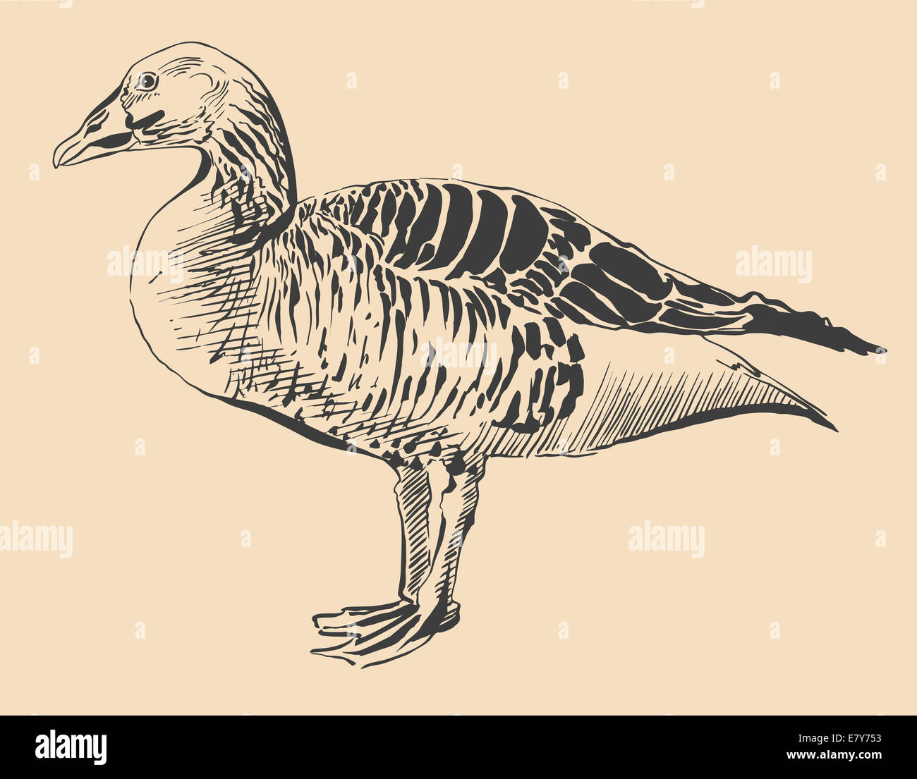 ink drawing of bird duck, Anser anser Stock Photo - Alamy