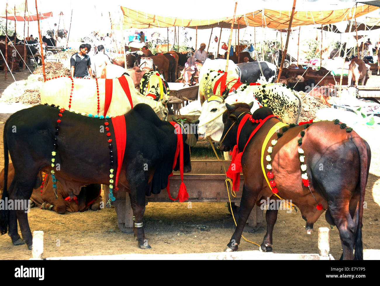 Pakistani cows hi-res stock photography and images - Alamy