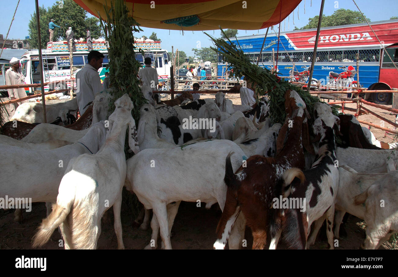 Lahore, Pakistan. 6th Oct, 2014. Goats are seen at a livestock market ...