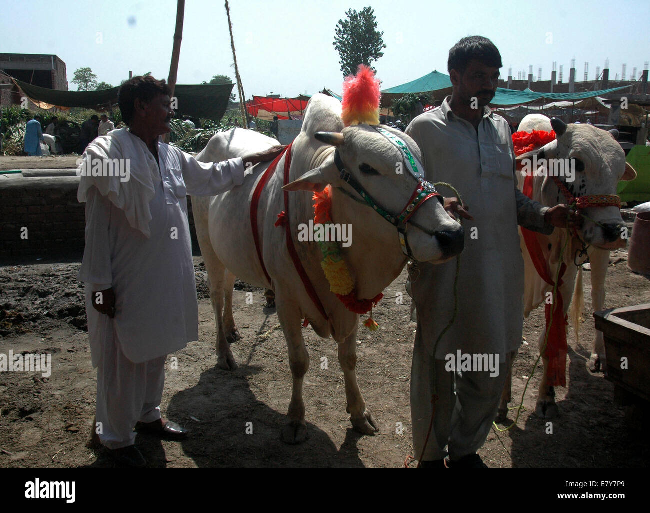 Pakistani cow hi-res stock photography and images - Alamy