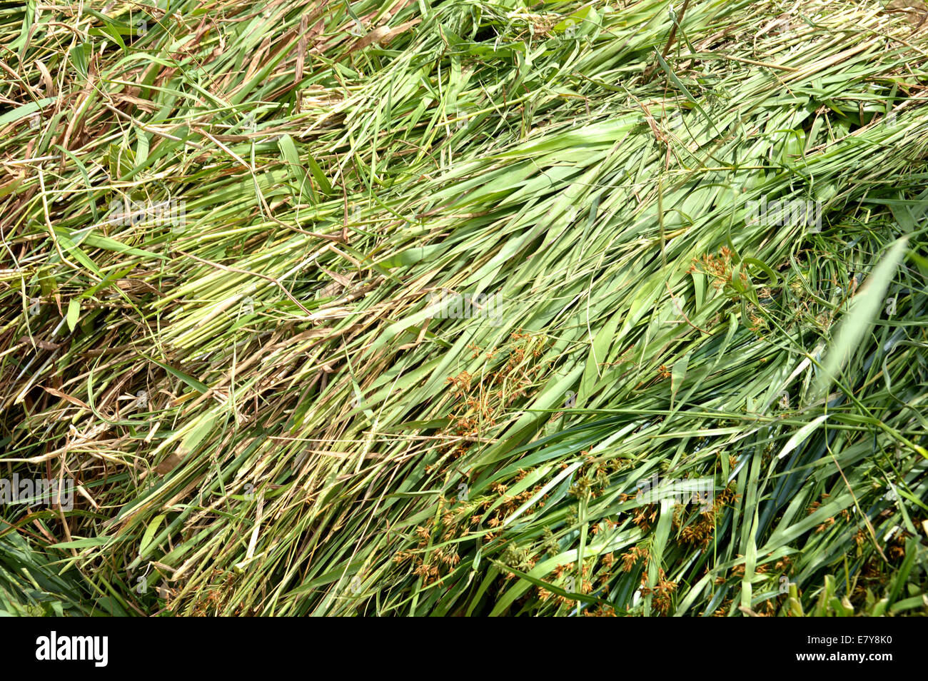 Fodder Grass
