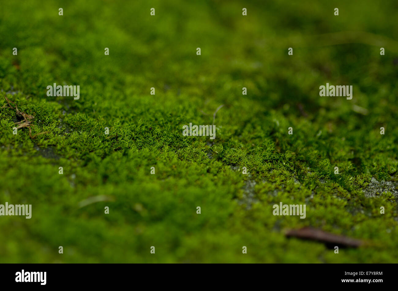 Ancient moss hi-res stock photography and images - Alamy