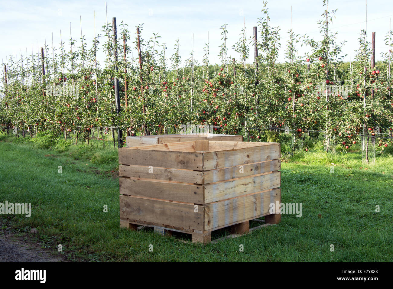 Boxes in an orchard Stock Photo - Alamy
