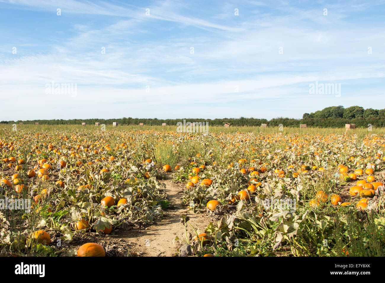Growing pumpkins hi-res stock photography and images - Alamy