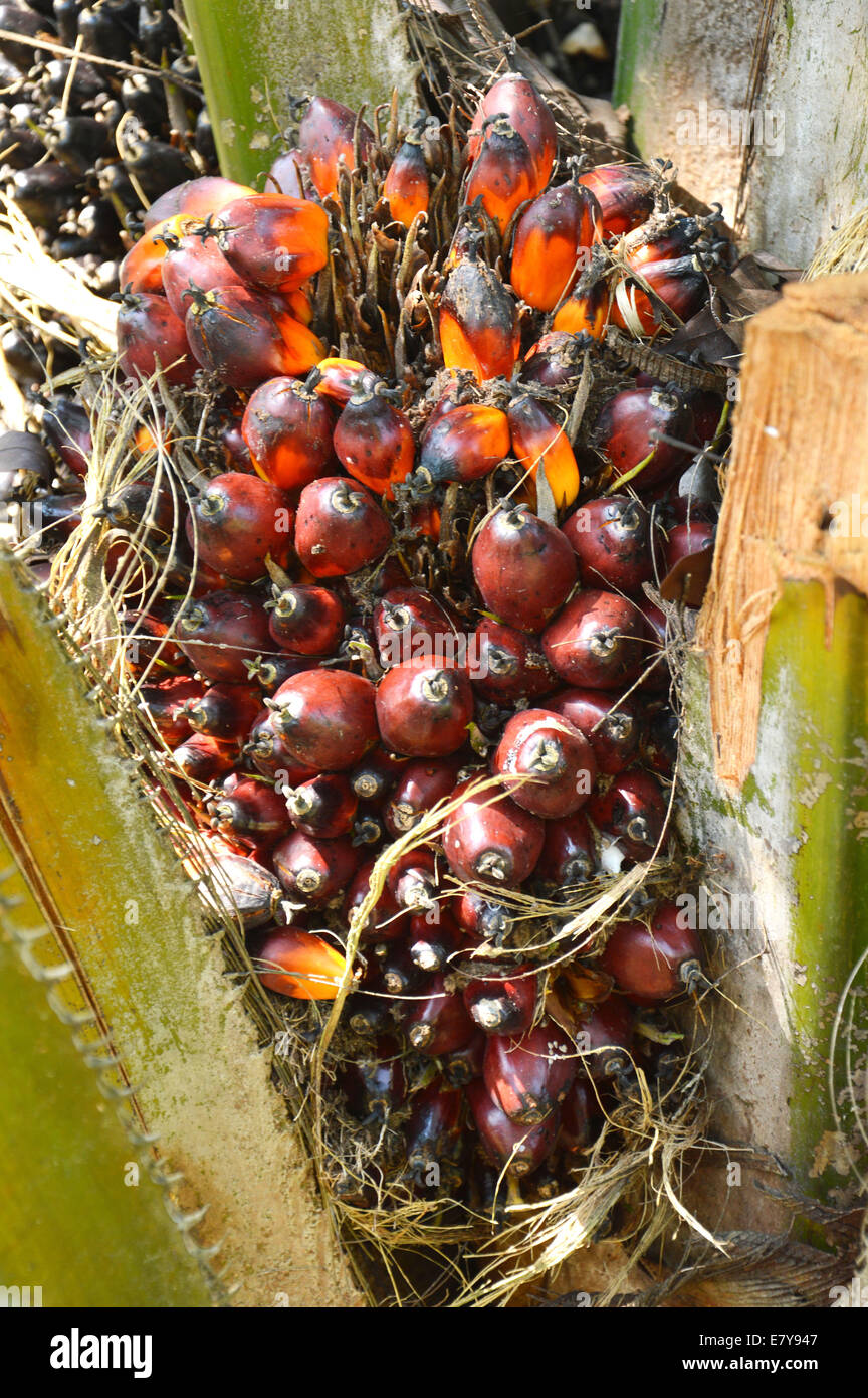 lump of oil palm fruit on the tree Stock Photo - Alamy
