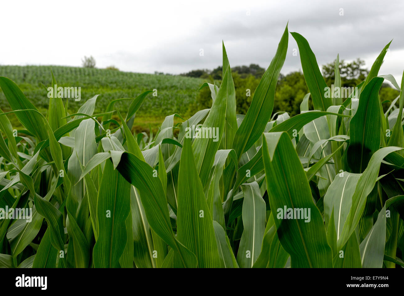 Corn husks hi-res stock photography and images - Alamy