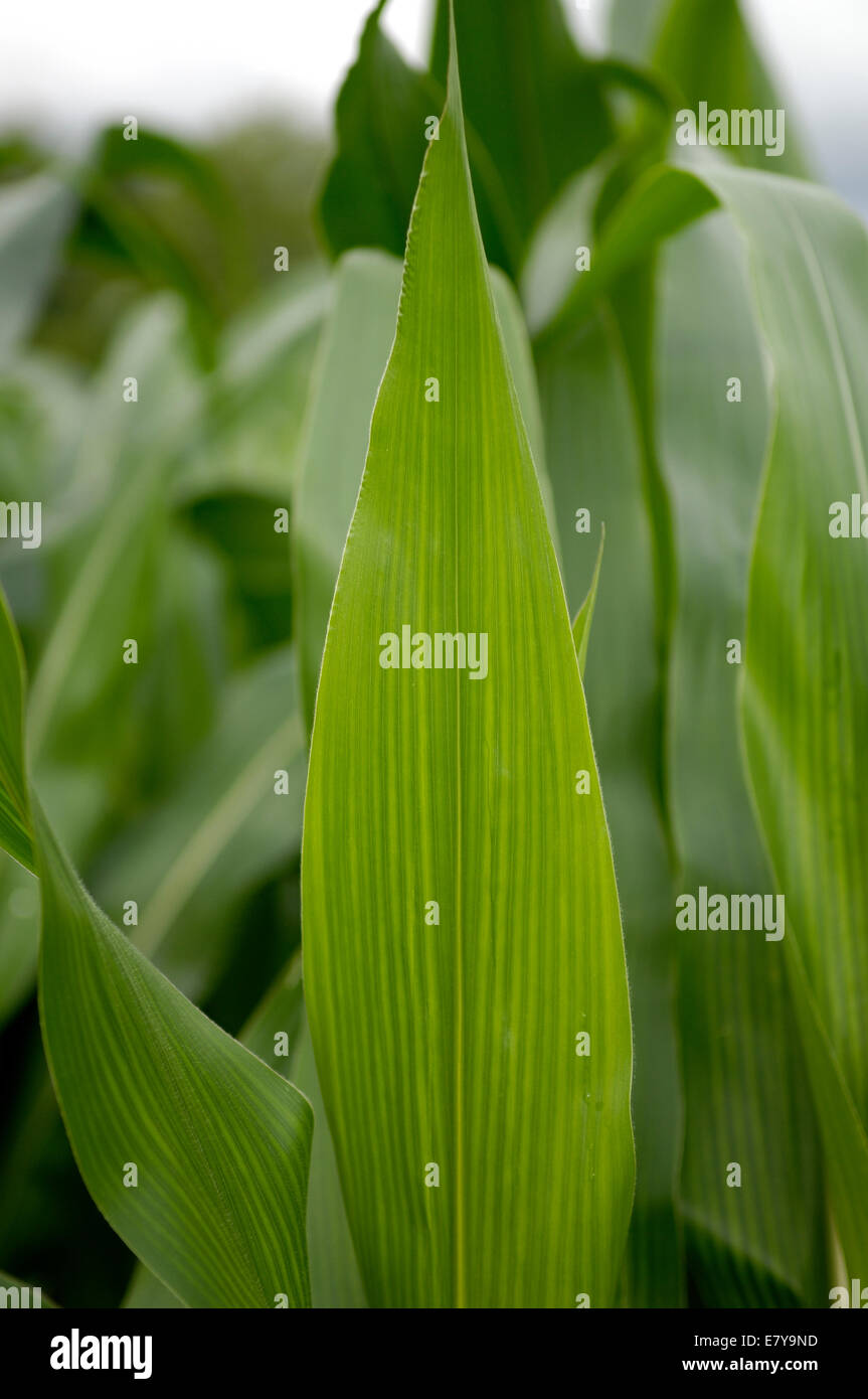 Corn leaf hi-res stock photography and images - Alamy