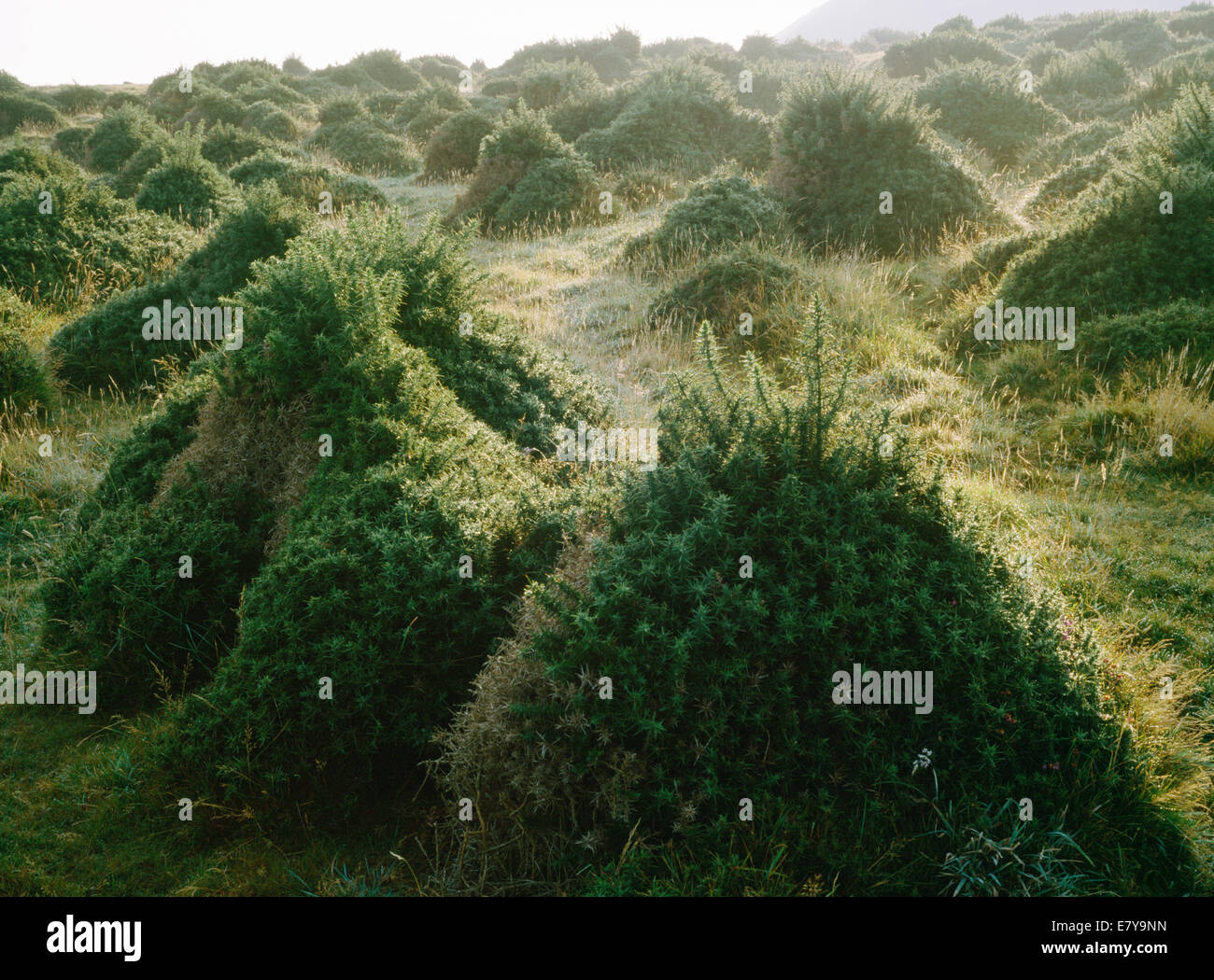Topiary sheep topiary sheep hi-res stock photography and images - Alamy