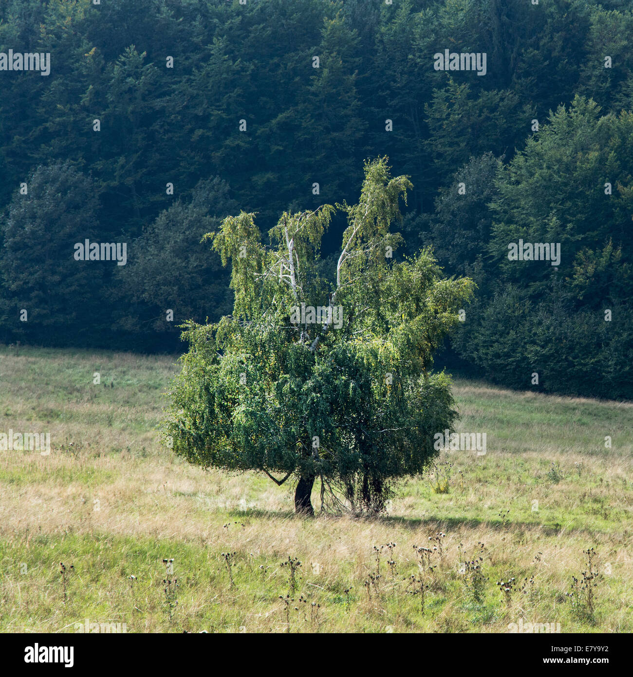 A lone tree on a mountain meadow. Dense forest is in the background ...