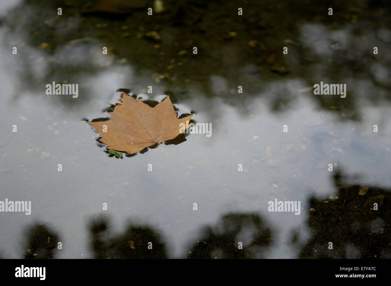 Tree and leaf hi-res stock photography and images - Alamy