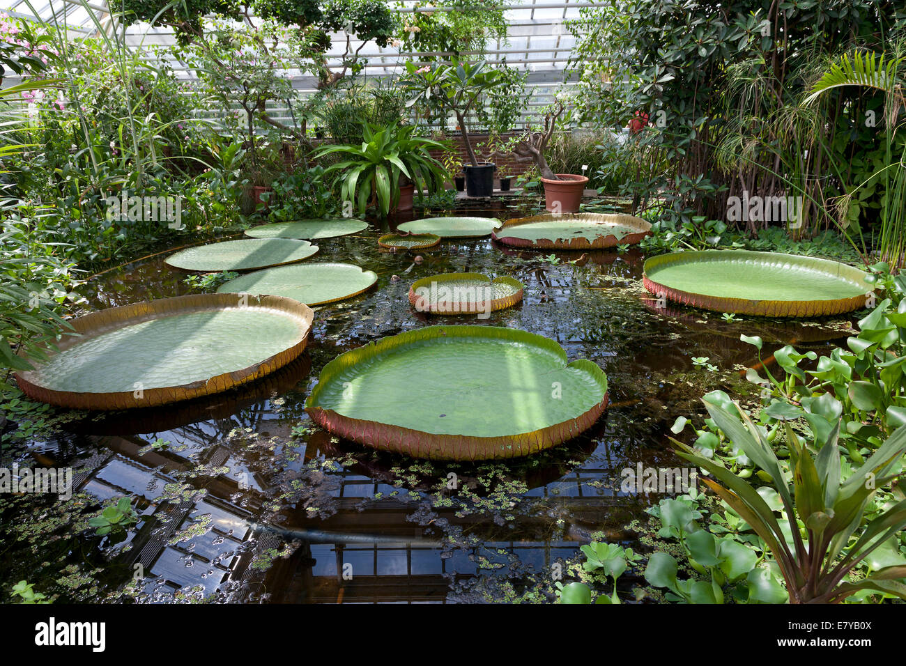 Victoria amazonica hi-res stock photography and images - Alamy