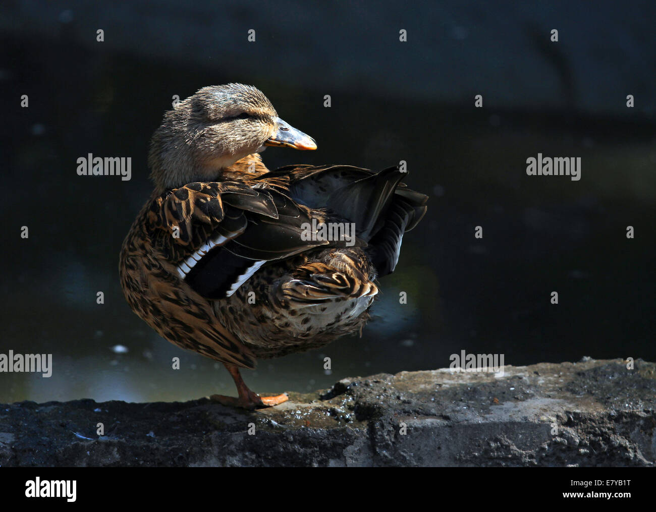 Mandarin duck stand near pond Stock Photo - Alamy