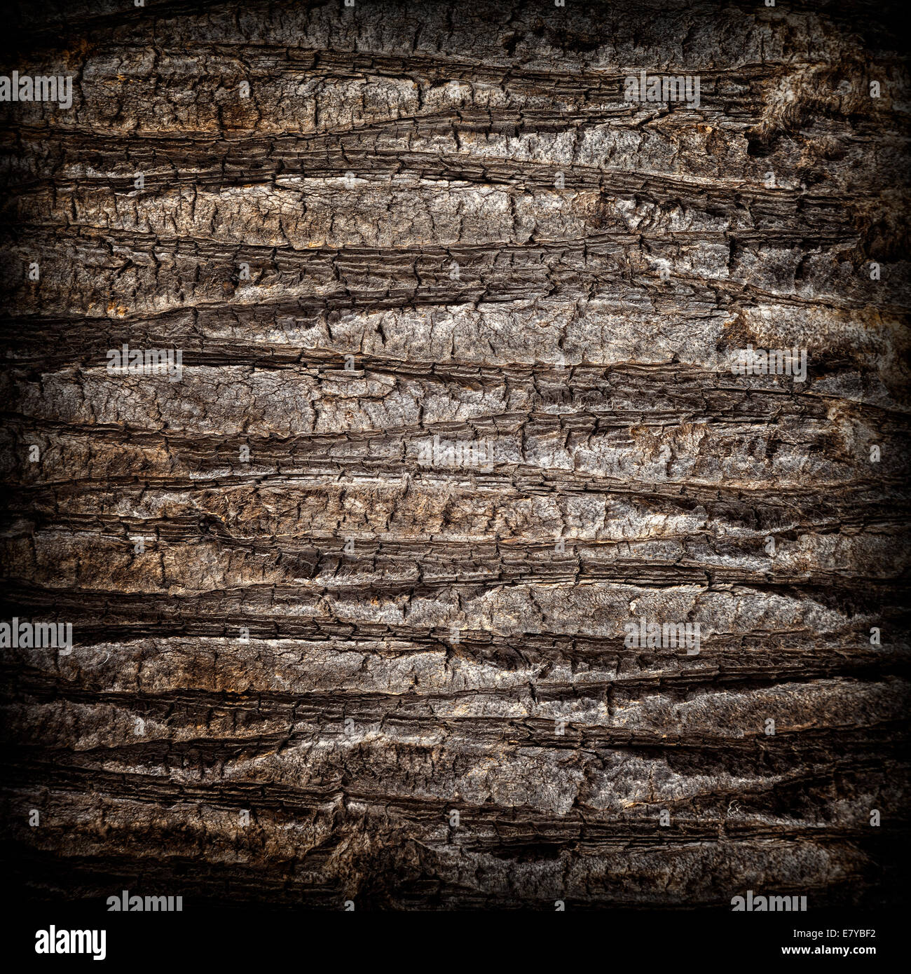 Close-up old palm cork - vintage wood texture Stock Photo - Alamy