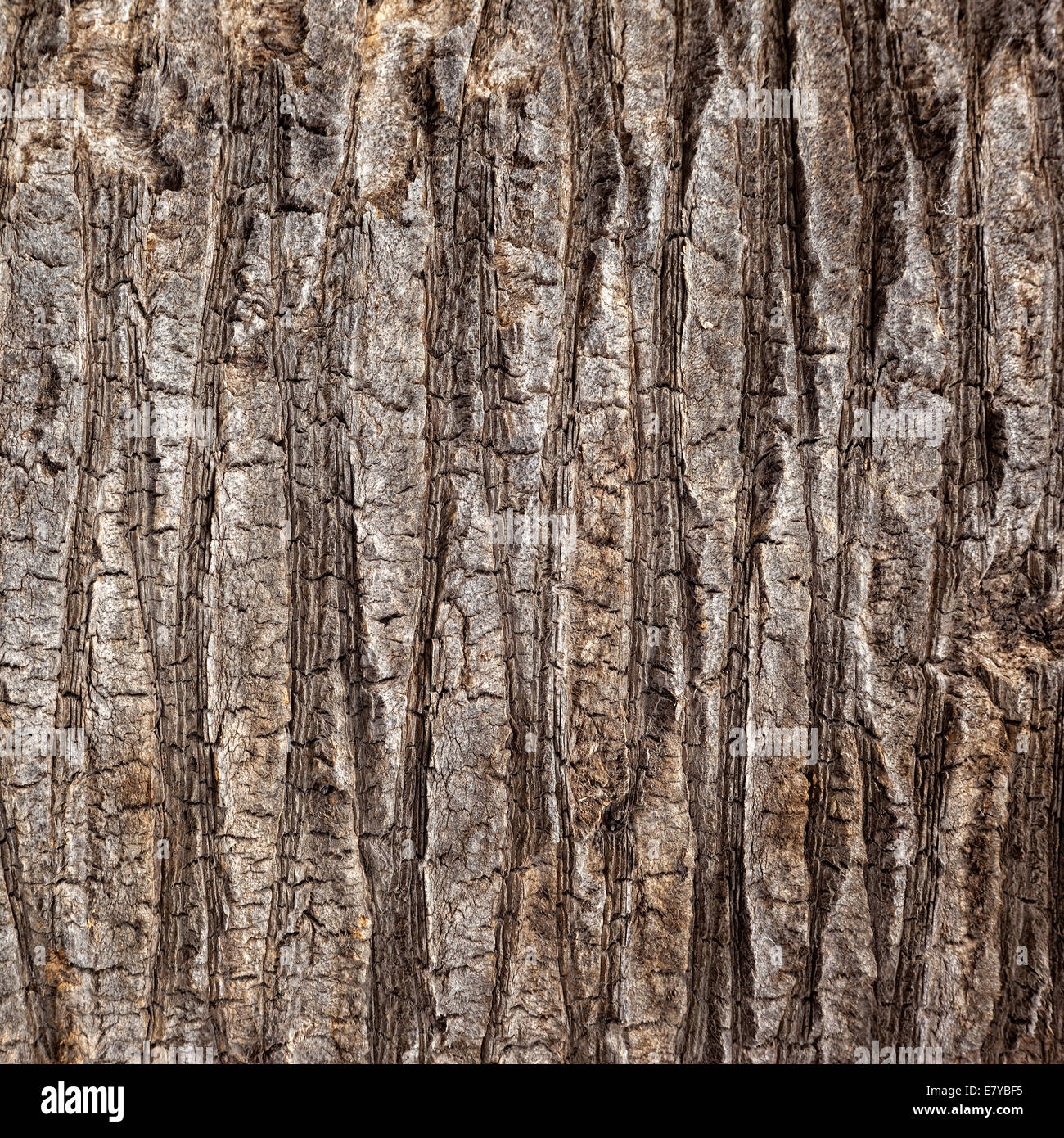 Close-up old palm cork background texture Stock Photo - Alamy