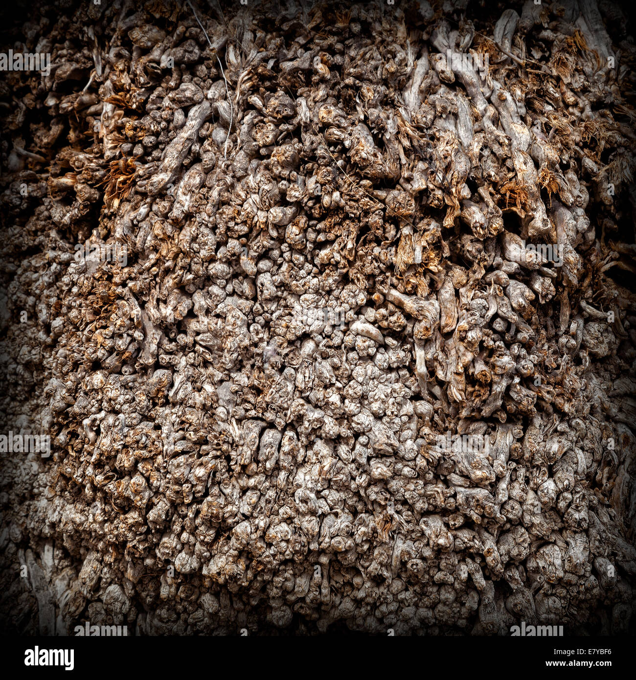 The structure of the cut roots - vintage wood texture Stock Photo - Alamy