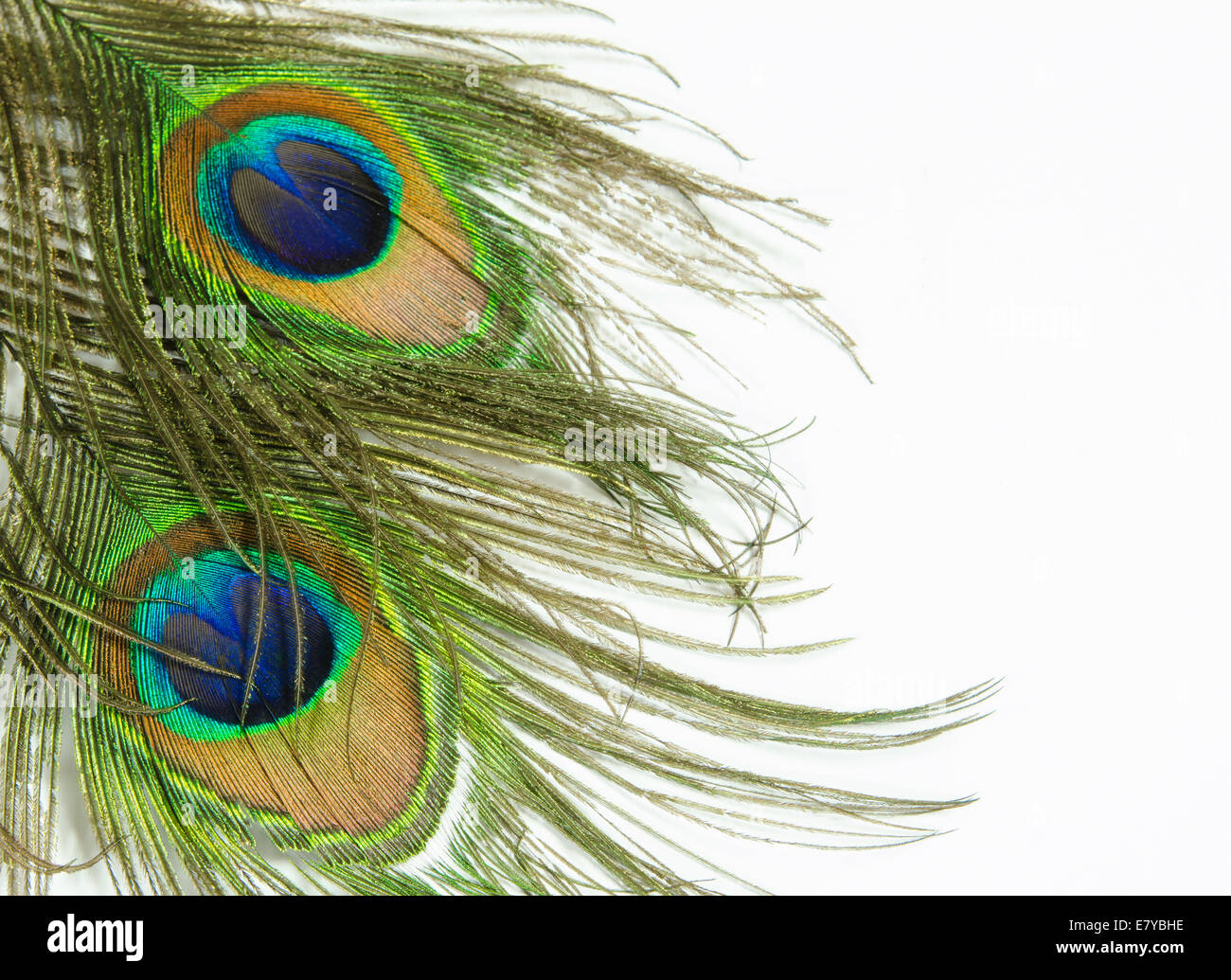 Peacock Feather With Two Eyes