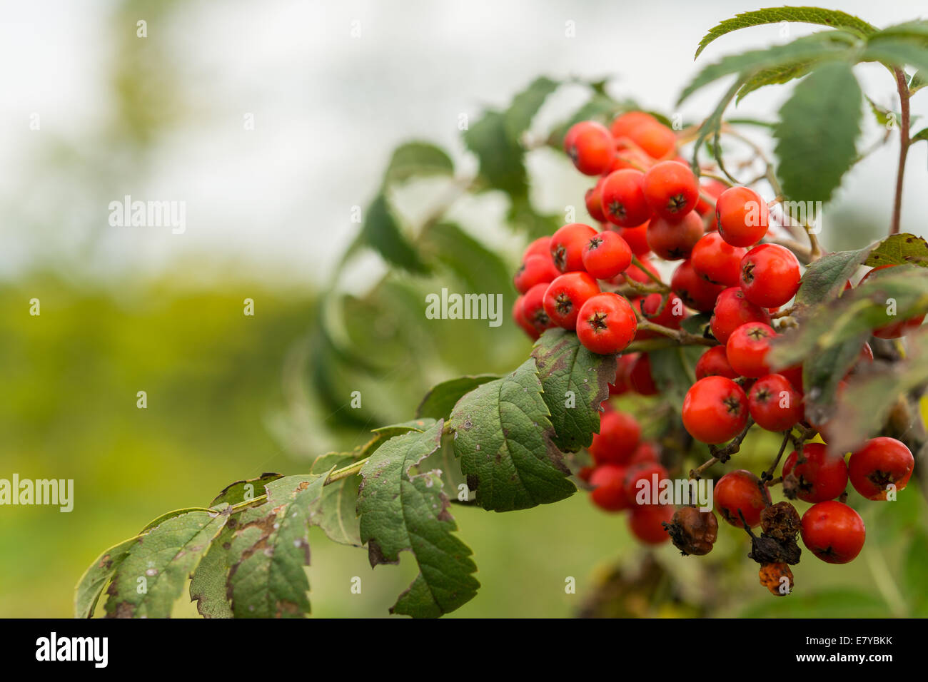 Sorbus plant hi-res stock photography and images - Alamy