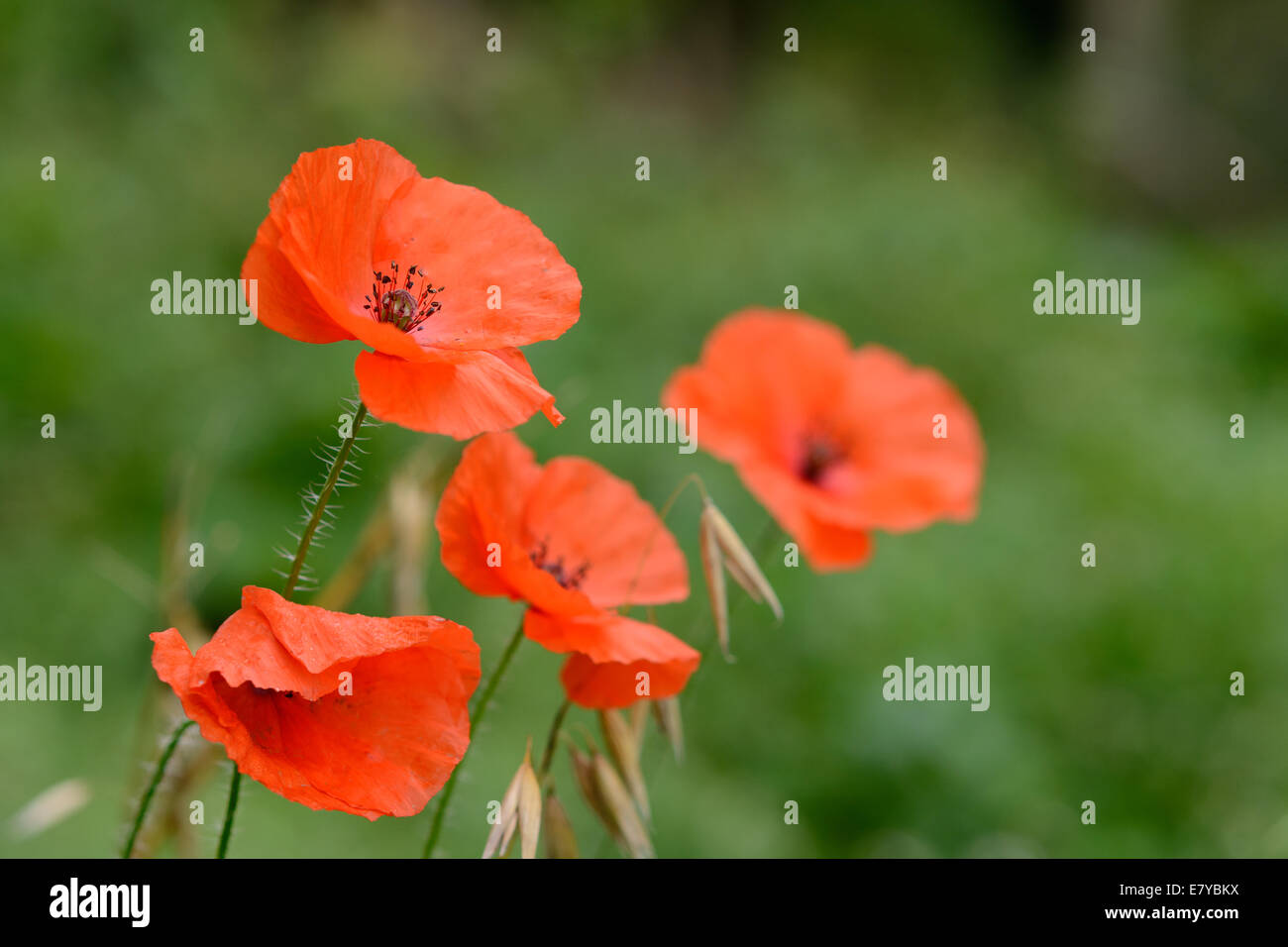 Flower side angle view hi-res stock photography and images - Alamy