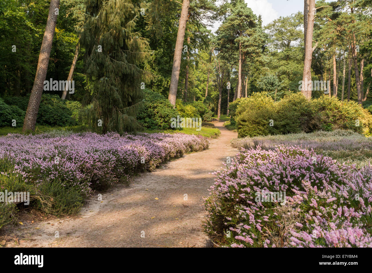 Heathland area hi-res stock photography and images - Alamy