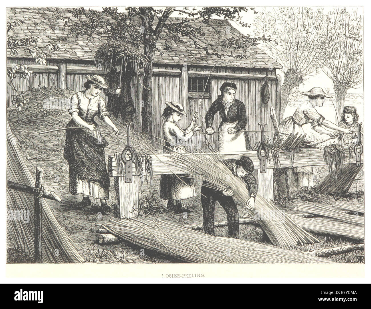 An 1875 illustration showing the process of osier peeling, a method ...