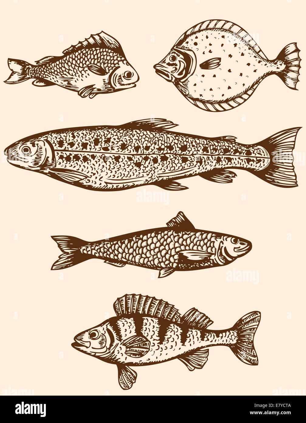 Set of vintage hand drawn saltwater fishes Stock Photo - Alamy