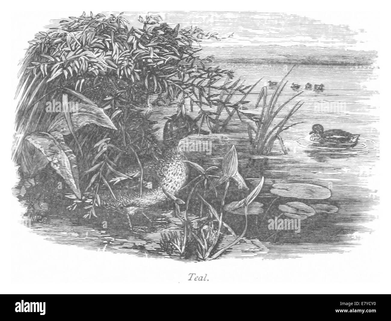 P154 hi-res stock photography and images - Alamy