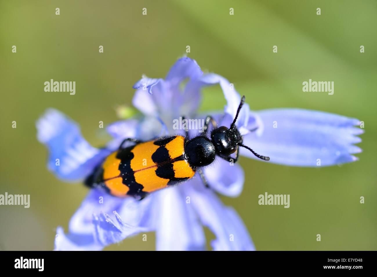 Mylabris variabilis on a blue flower Stock Photo - Alamy
