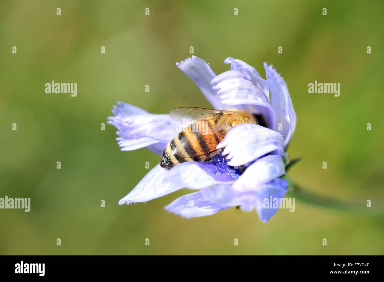 Hymenopterans hi-res stock photography and images - Alamy