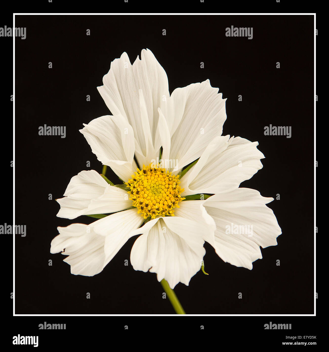 A beautiful white flower of Cosmos bipinnatus "Sea Shells Stock Photo ...