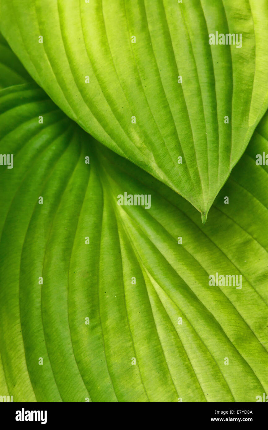Two Green Hosta Leaves in Macro Stock Photo - Alamy
