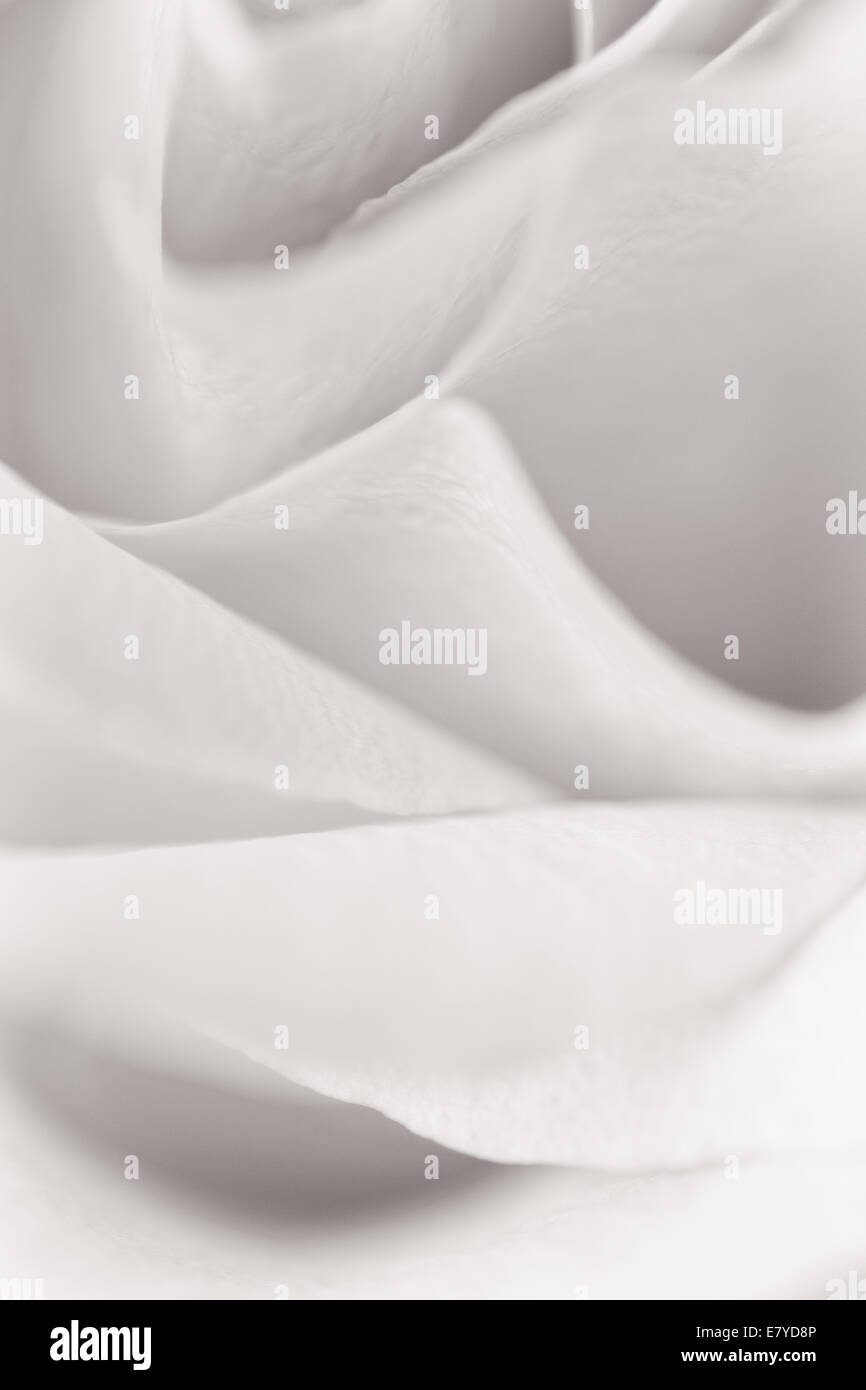 White Rose Petals Macro Stock Photo - Alamy