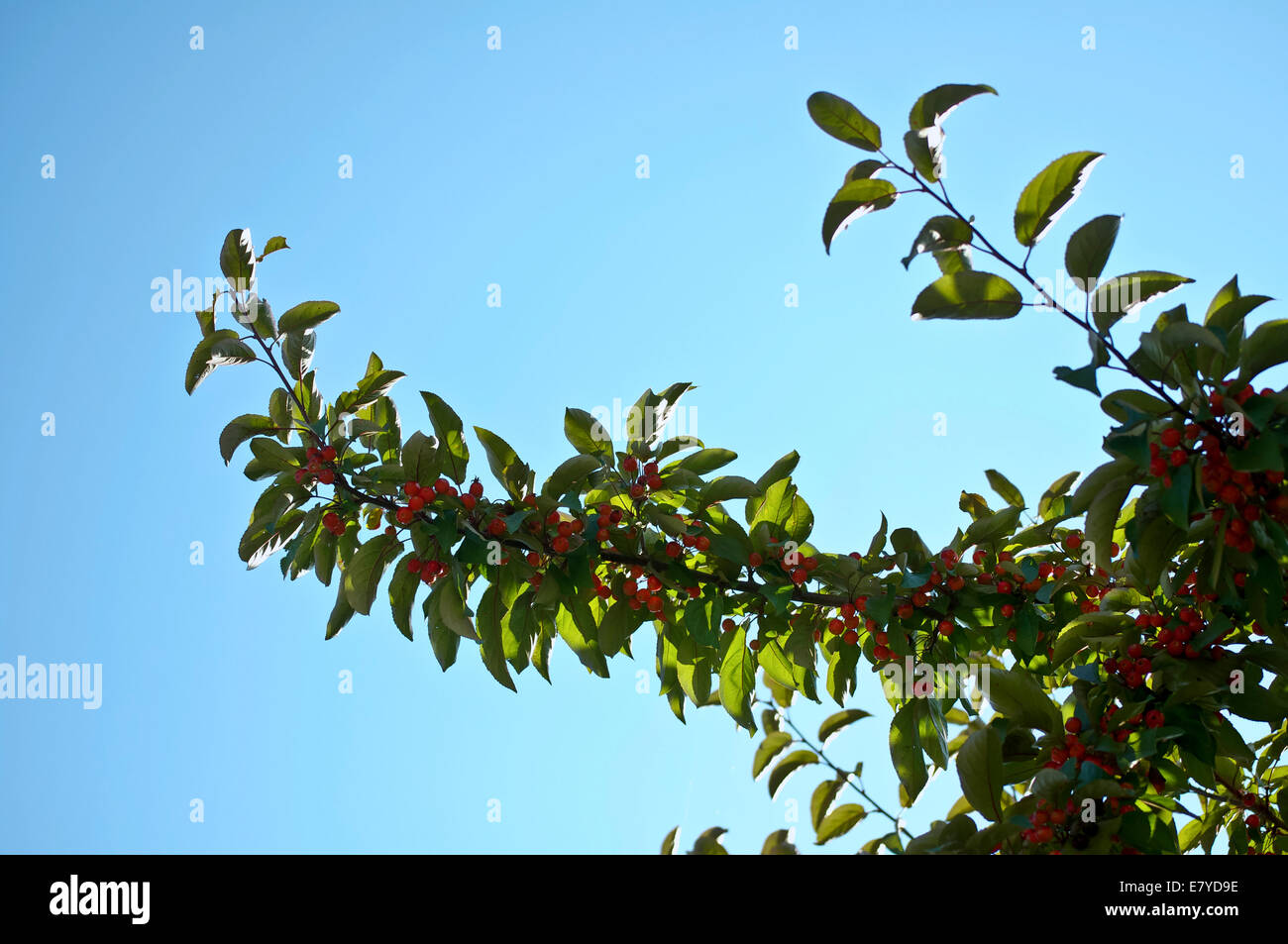 Stretched out in a tree hi-res stock photography and images - Alamy