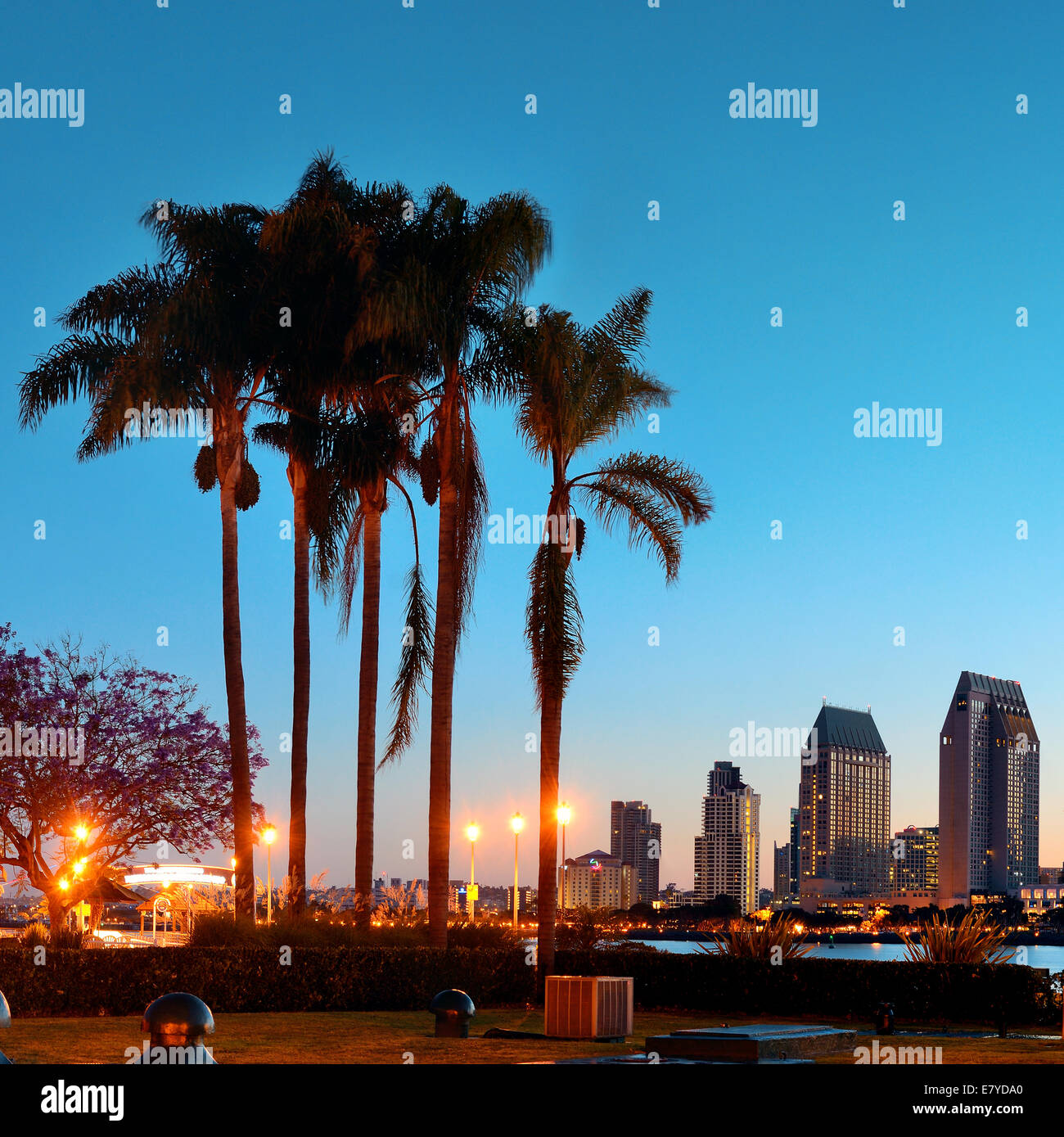 San Diego dawn in early morning with palm tree silhouette Stock Photo ...