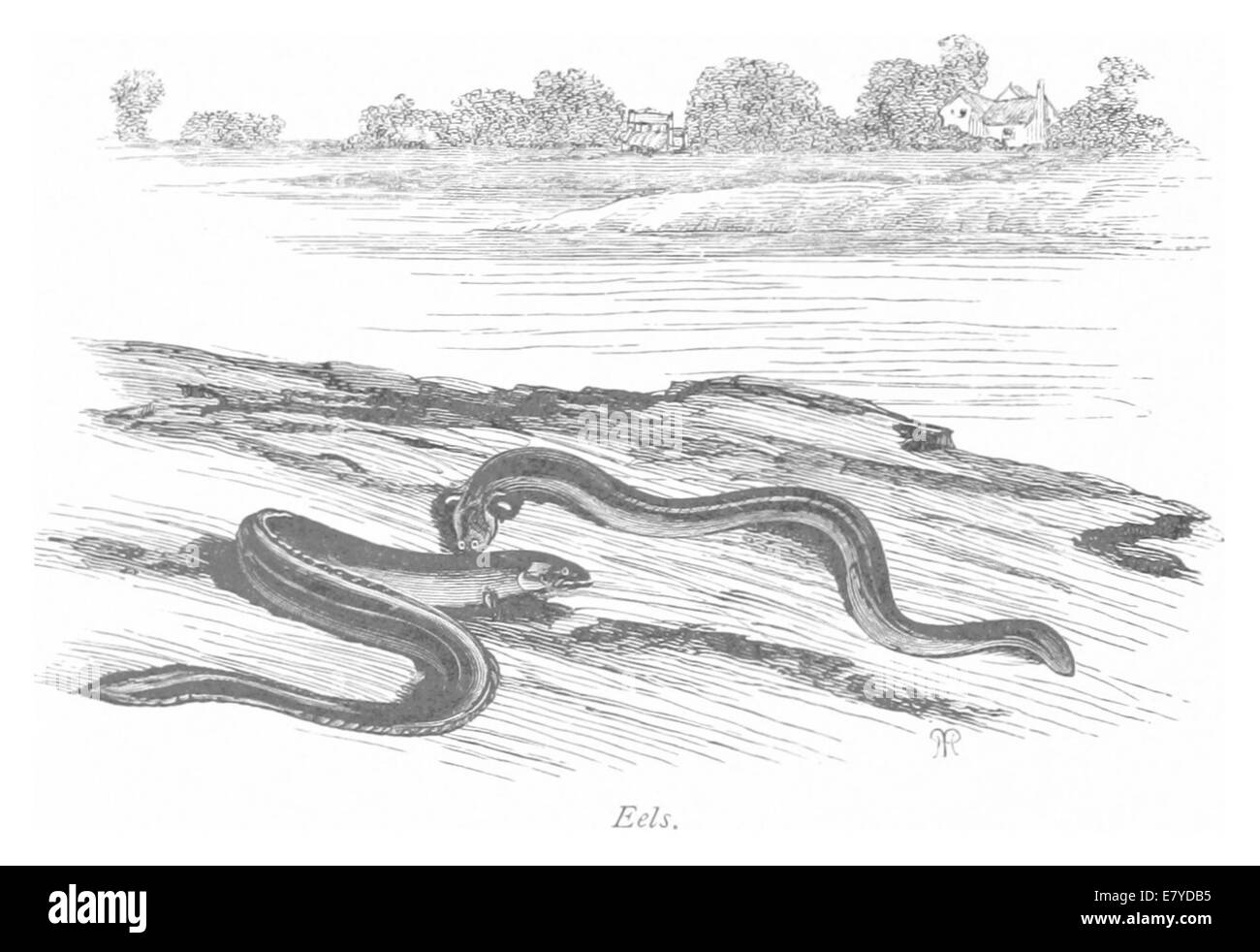 Eels Cut Out Stock Images & Pictures - Alamy