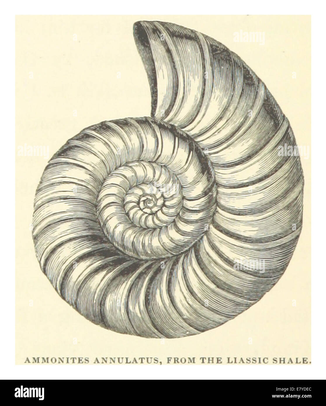 Ammonites history hi-res stock photography and images - Alamy