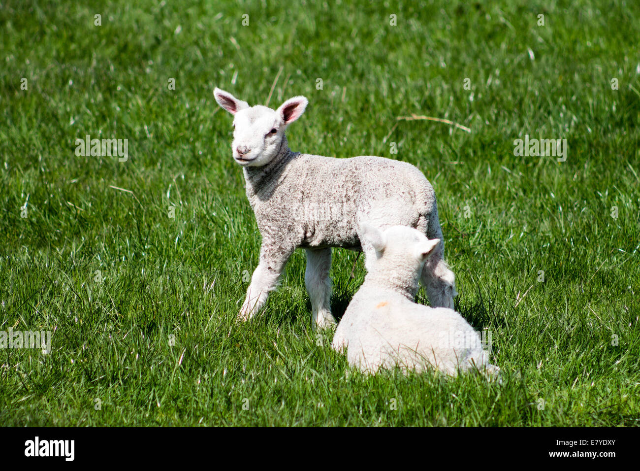Two young lambs playing in the fields of rural Keighley, West Yorkshire ...
