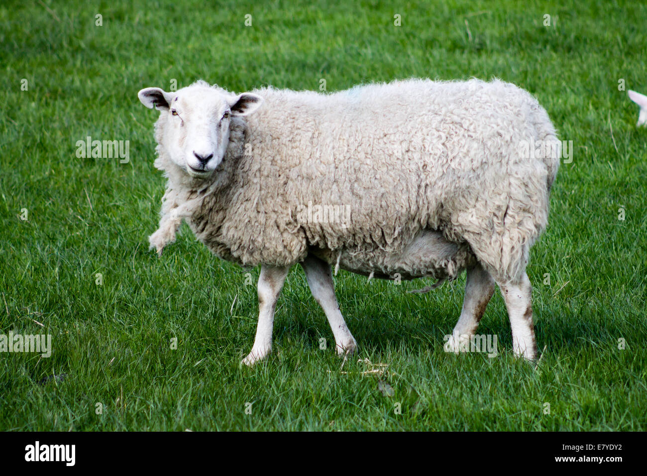 Sheep grazing the pastures. Keighley, West Yorkshire, England Stock ...