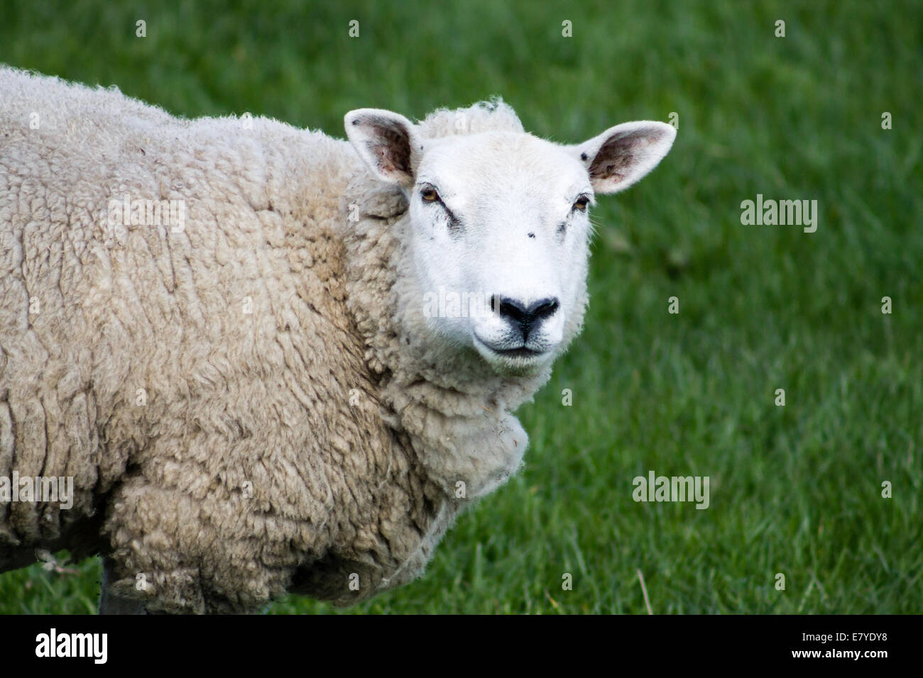 Adult Sheep, looking towards the camera, close up Stock Photo - Alamy