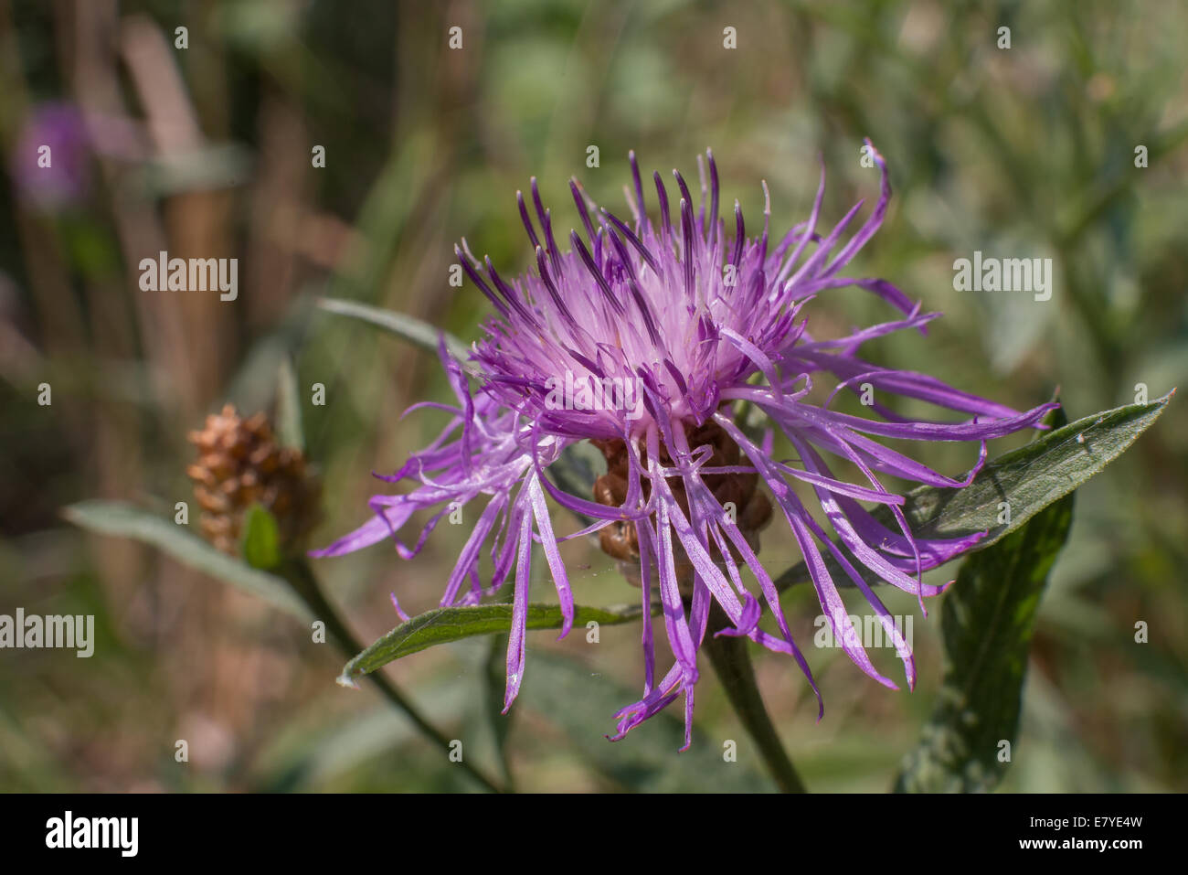 A thistle bloom in the forest Stock Photo - Alamy