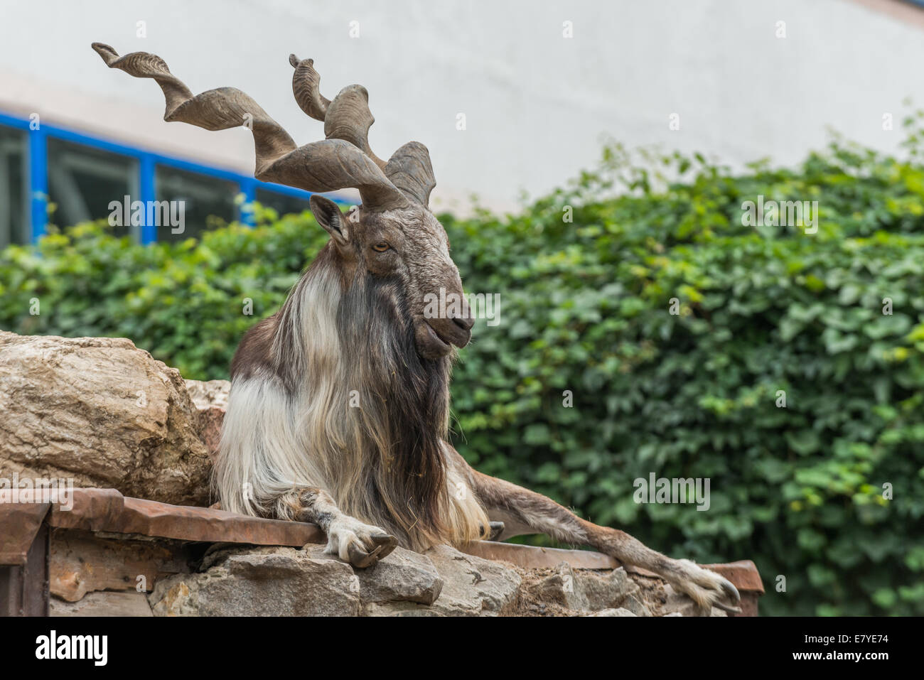 Zoo animal fauna hi-res stock photography and images - Alamy