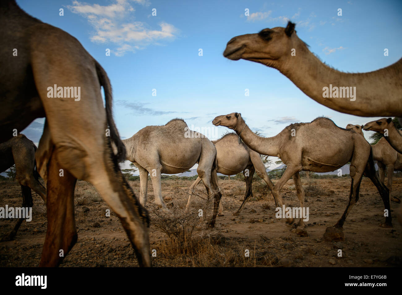 Villagers walk their camels from Daaba Community in Isiolo Country ...