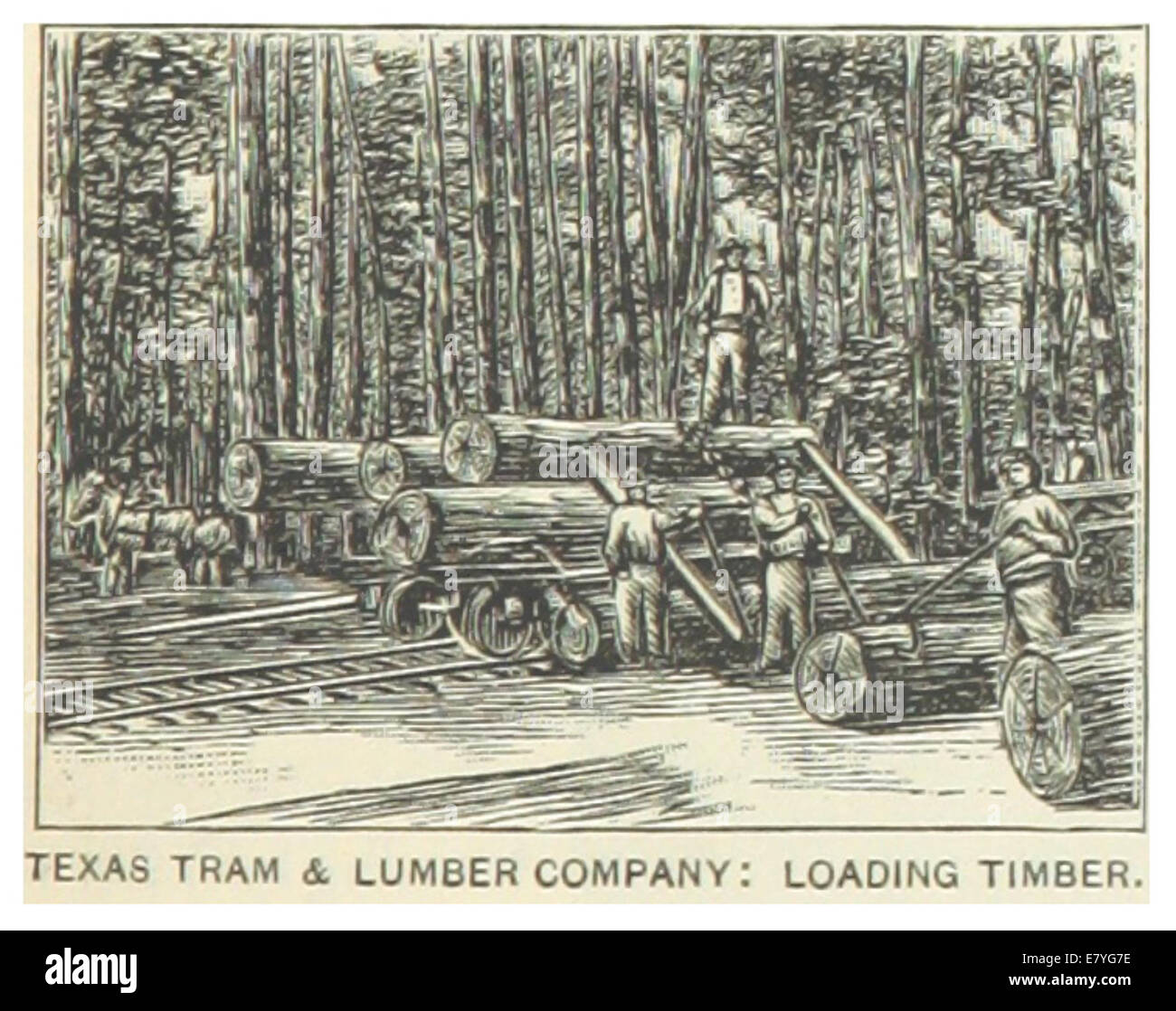 US-TX(1891) p831 LOADING TIMBER, TEXAS TRAM & LUMBER COMPANY Stock ...