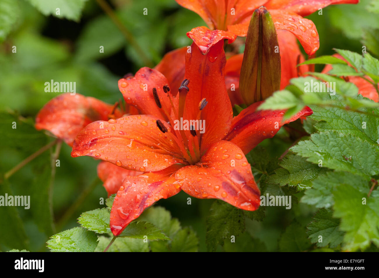 Orange Lily Inverewe Gardens Poolewe Ross & Cromarty Scotland Stock ...