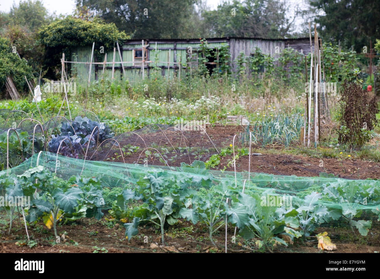 Allotment Netting High Resolution Stock Photography and Images - Alamy