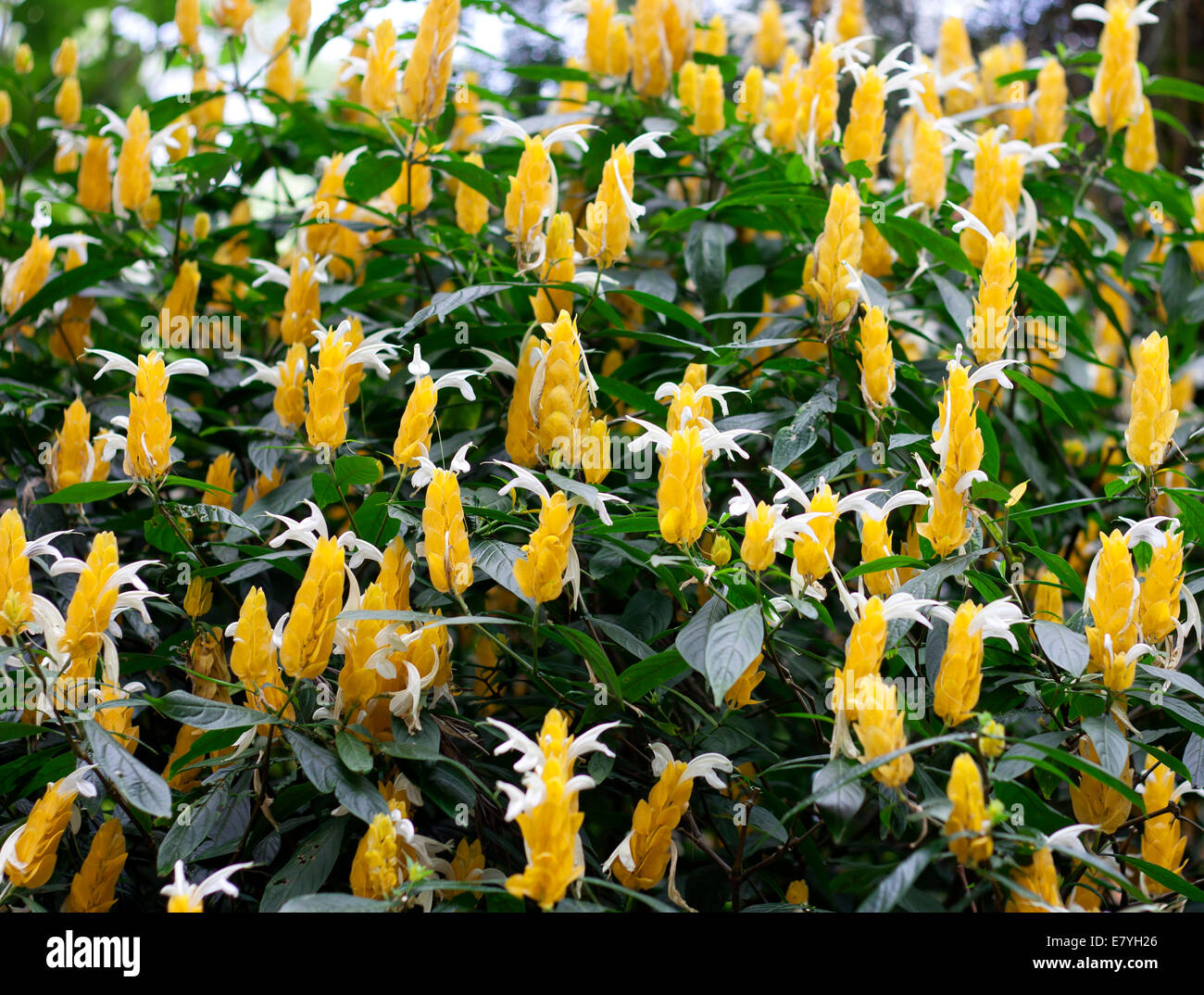 Soft-focus close-up of yellow flowers Stock Photo - Alamy