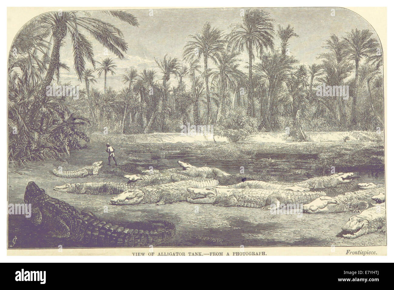 An illustration showing the view of an alligator tank, a type of ...